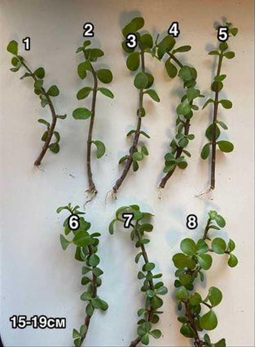Портулакария черенки (толстянка, крассула)
