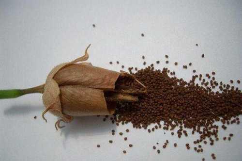 Семена табака и лист
