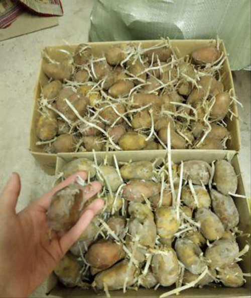 Семенной картофель