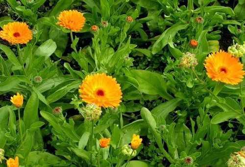 Календула лекарственная рассада