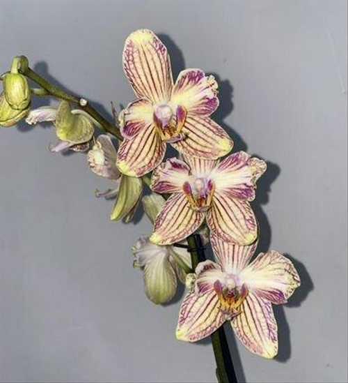 Орхидея торино баньтик