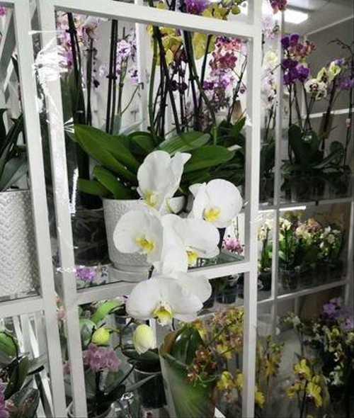 Орхидеи в подарок