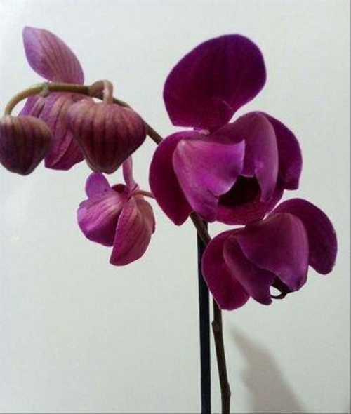 Орхидея фаленопсис пелорик Паваротти