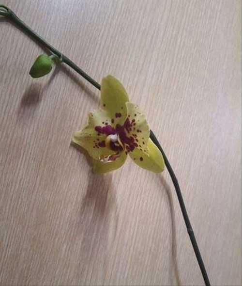 Орхидея Фаленопсис Пескара бабочка