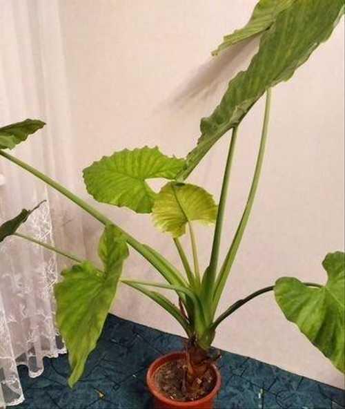 Алоказия венти (Alocasia macrorrhizos)