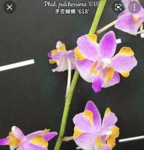 Орхидея Пульчерима цветущая