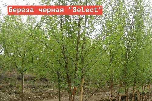 Береза черная Select /Ком 450-500 см