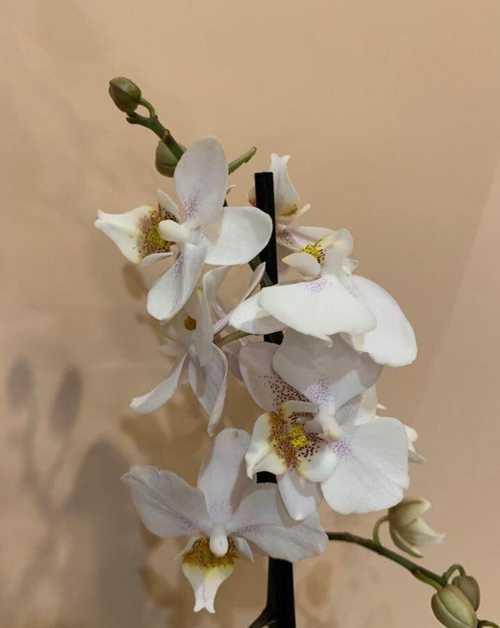 Орхидея фаленопсис гибрид с стюартианой Пико Чип