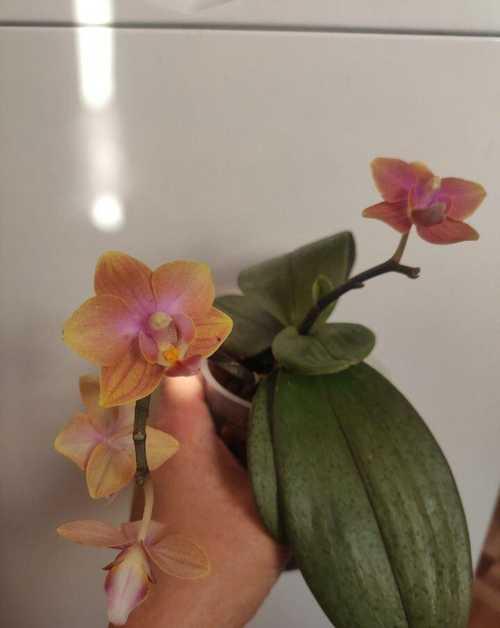 Орхидея Дасти бель (цветонос из точки роста)