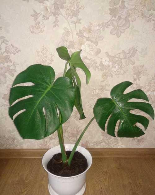 Монстера деликатесная(Monstera deliciosa)