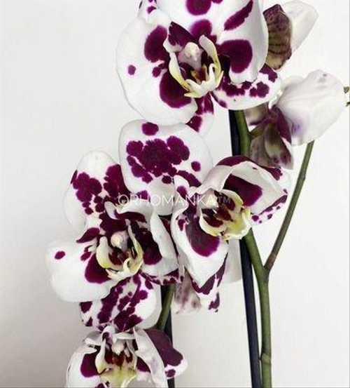 Орхидея фаленопсис Бенидорм,Пелор
