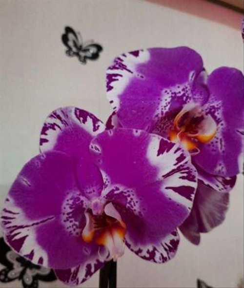 Орхидея фаленопсис Виктория