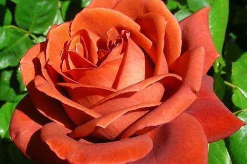 Роза тайно-гибридная "Terracotta"