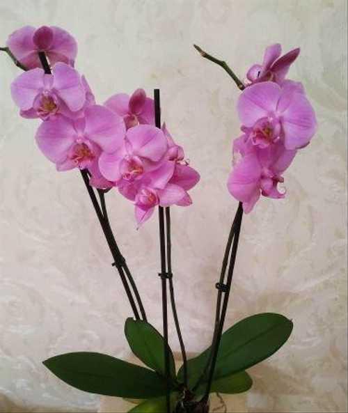 Орхидеи и Камелии с фото