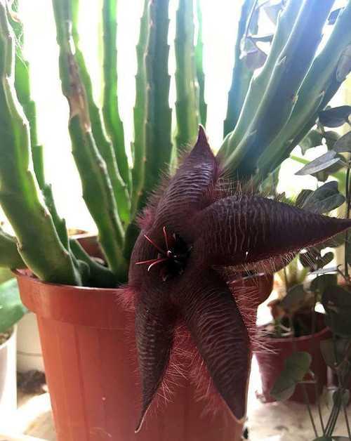 Стапелия крупноцветковая (Stapelia grandiflora)
