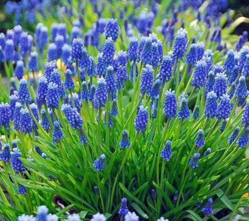 Мускари Muscari Armeniacum 10 луковиц
