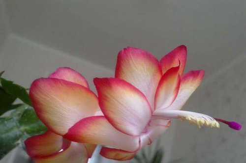 Декабрист Schlumbergera Sambo Brazil 1 шт