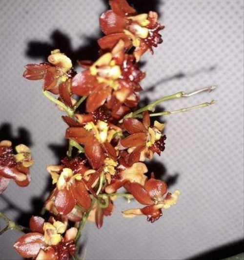 Онцидиум Twinkle Red орхидея