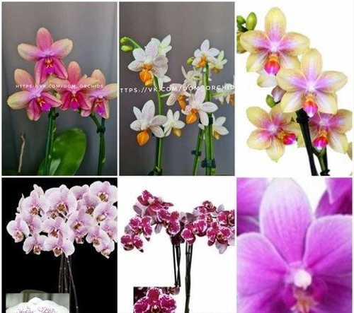 Орхидея фаленопсис подростки торф