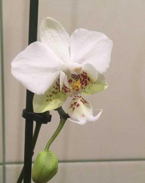 Орхидея Phalaenopsis stuartiana Pico Chip