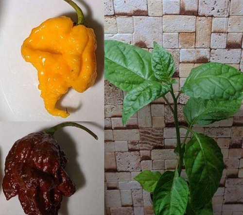 Рассада перца каролина рипер, carolina reaper