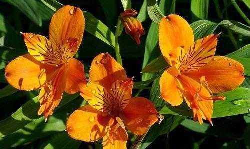 Alstroemeria aurantiaca (альстромерия) семена