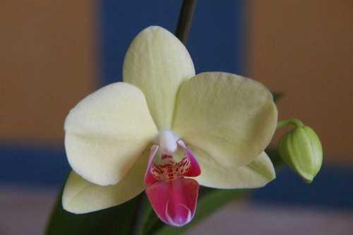 Орхидея фаленопсис, Phalaenopsis, жёлтая