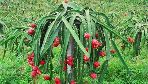 Плодоносящий кактус питахая