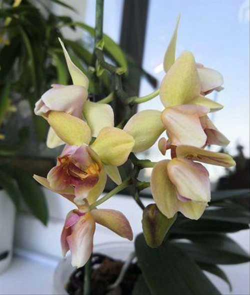 Phal. Yellow boy peloric