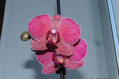 Орхидея фаленопсис Кимоно