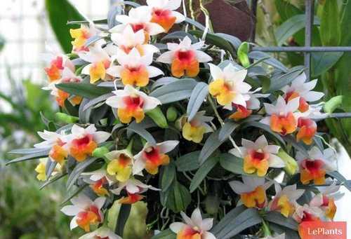 Орхидея Dendrobium bellatulum