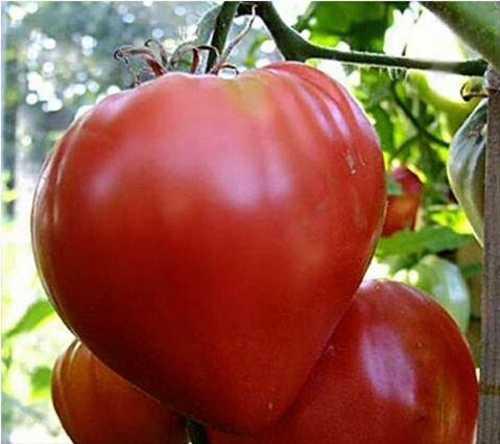 Рассада томатов "Бычье сердце красное"