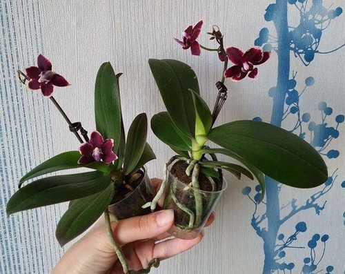 Орхидея фаленопсис мини Taisuco Kobold