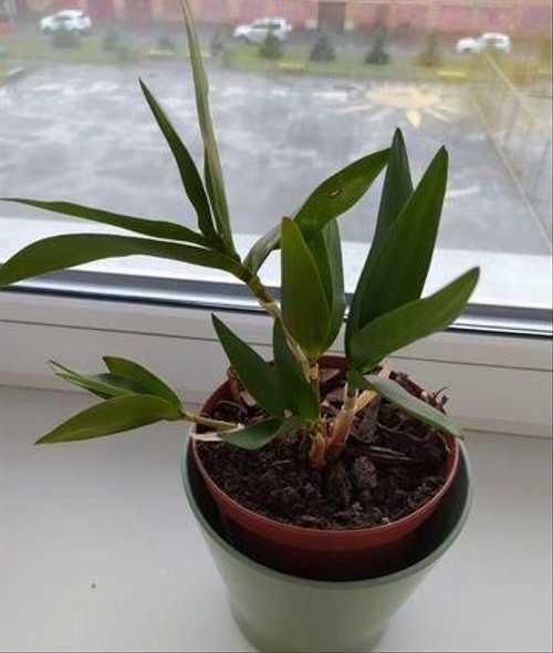 Орхидея Дендробиум Кинга