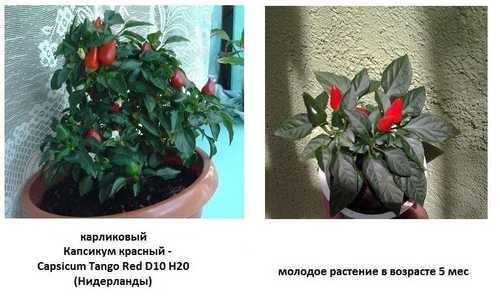 Перец Capsicum Tango Red декоративный карликовый