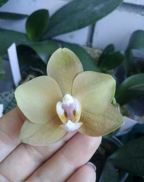 Азиатская орхидея фаленопсис