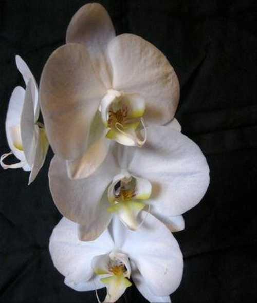 Белая Орхидея Фото