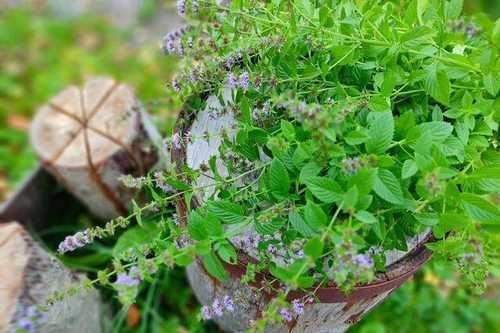 Ментоловая Мелисса, свежая срезка. Травяной чай