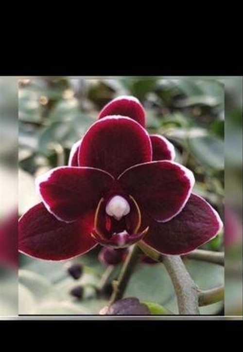 Орхидея Phal. Miki Little Fox