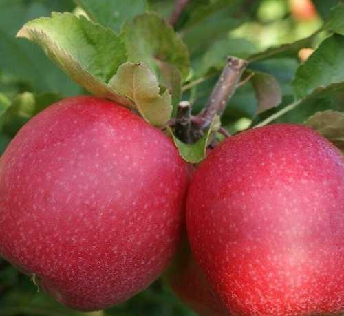 Саженцы яблони сорта "Пинк Леди "