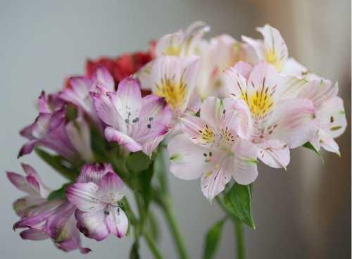 Корни альстромерии