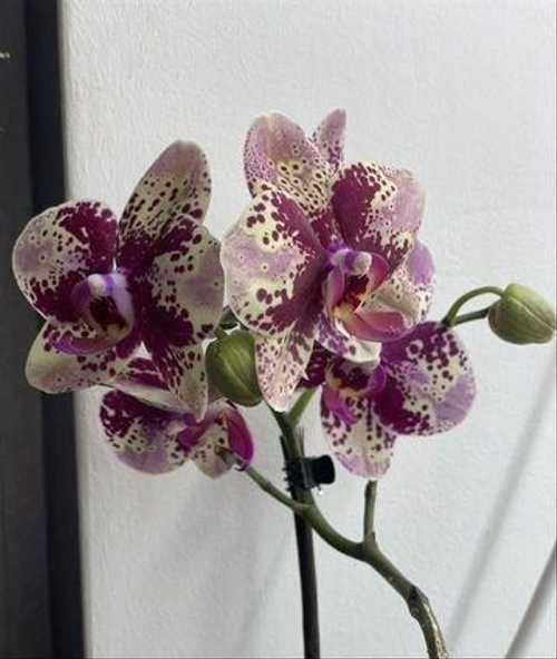 Орхидея фаленопсис Фронтерра