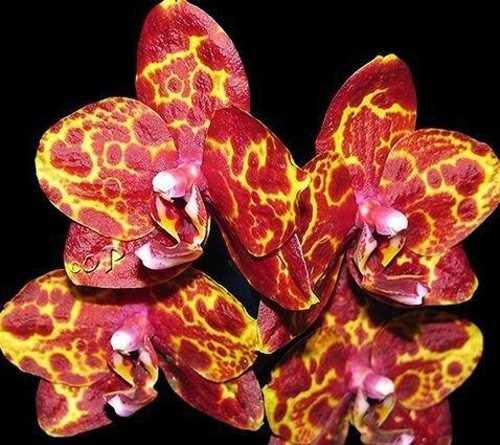 Орхидея фаленопсис P. Green World (Snake Skin)