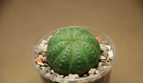 Суккулент Euphorbia obesa