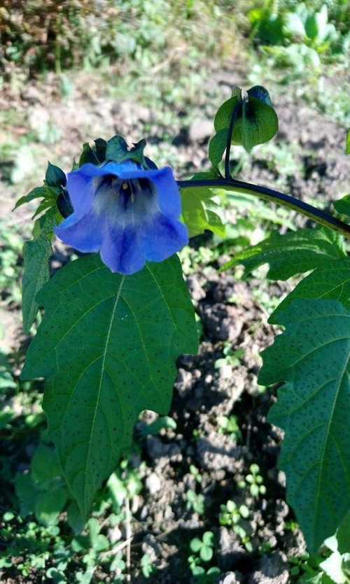 Цветы для сада (Семена Никандры Физалисовидной)