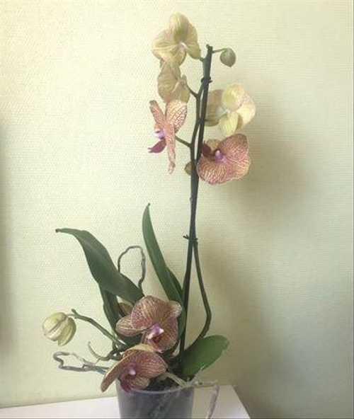 Фаленопсис орхидея KV Beauty