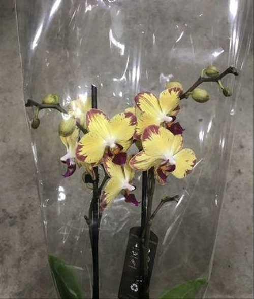 Орхидея Фаленопсис Папагайо. Доставка