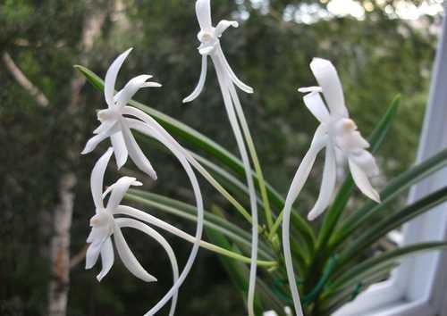 Орхидея Neofinetia falcata