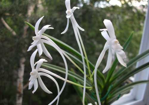 Орхидея Neofinetia falcata