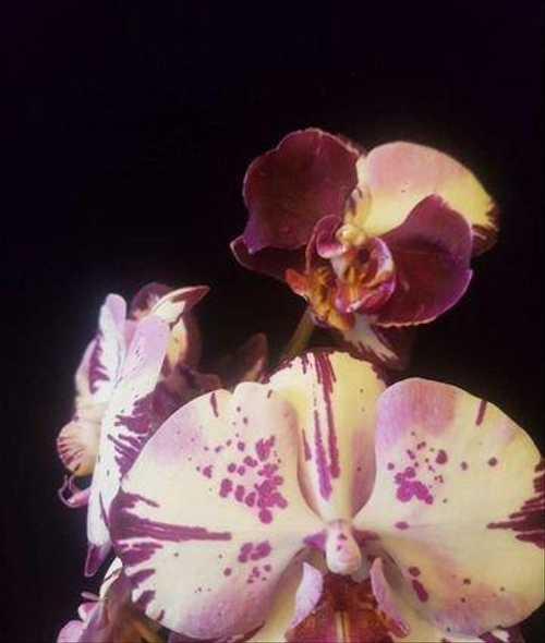 Орхидея фаленопсис Мутант